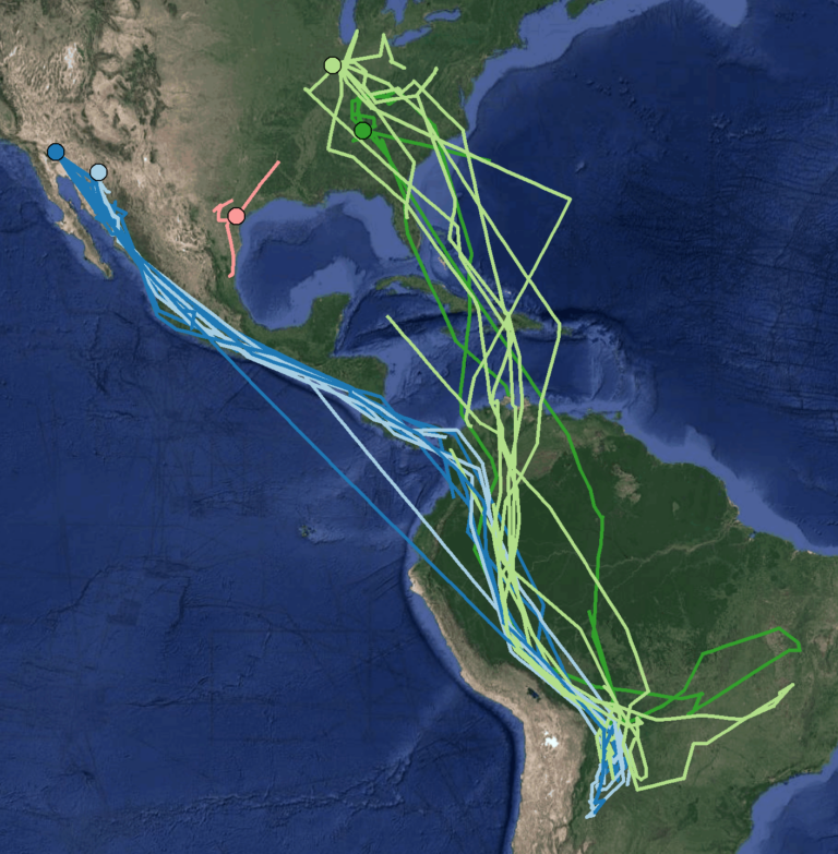 Mapping the Mysteries of Bird Migration | Common Home | Georgetown ...