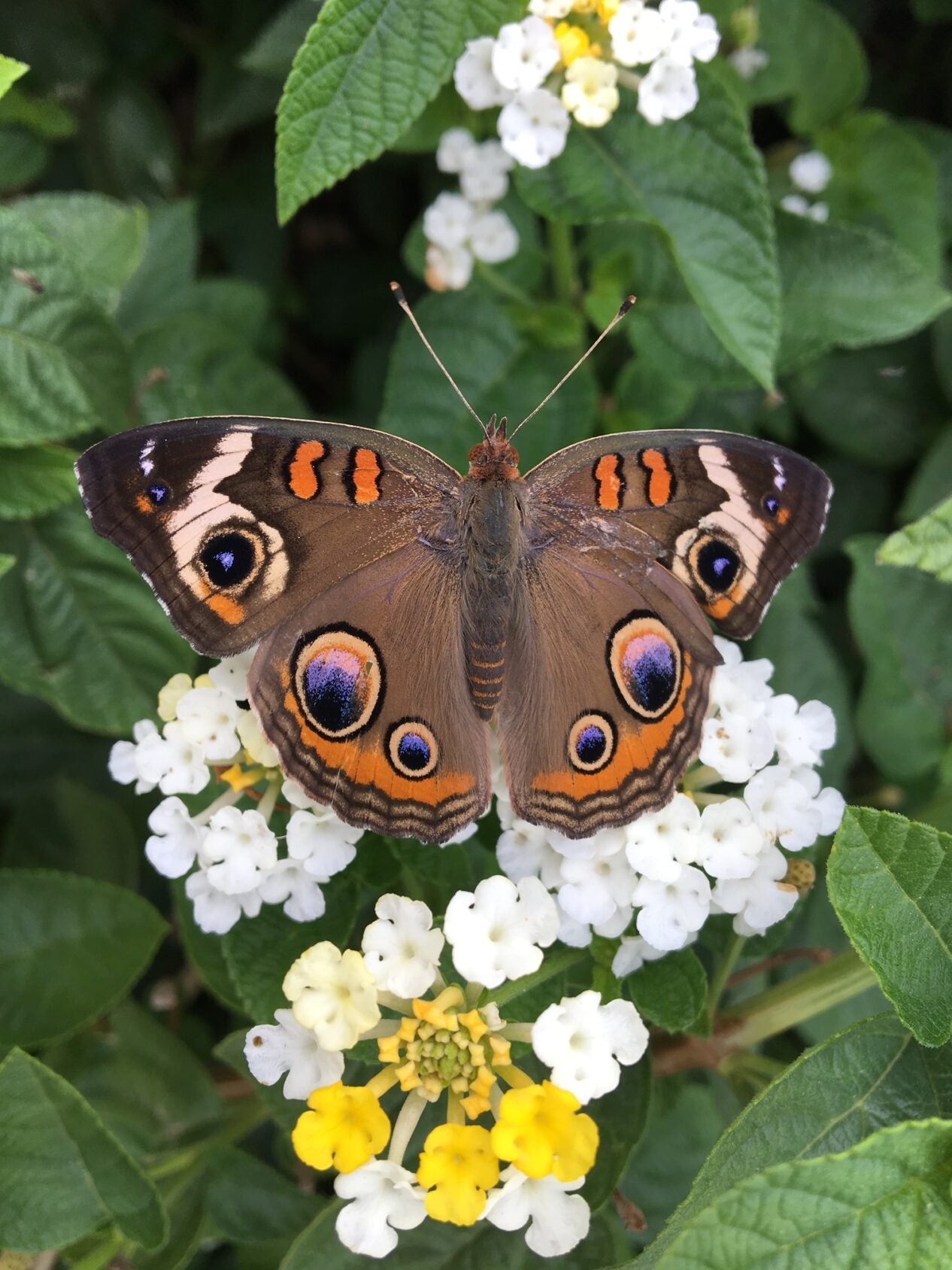 A Flutter of Memory | Common Home | Georgetown University