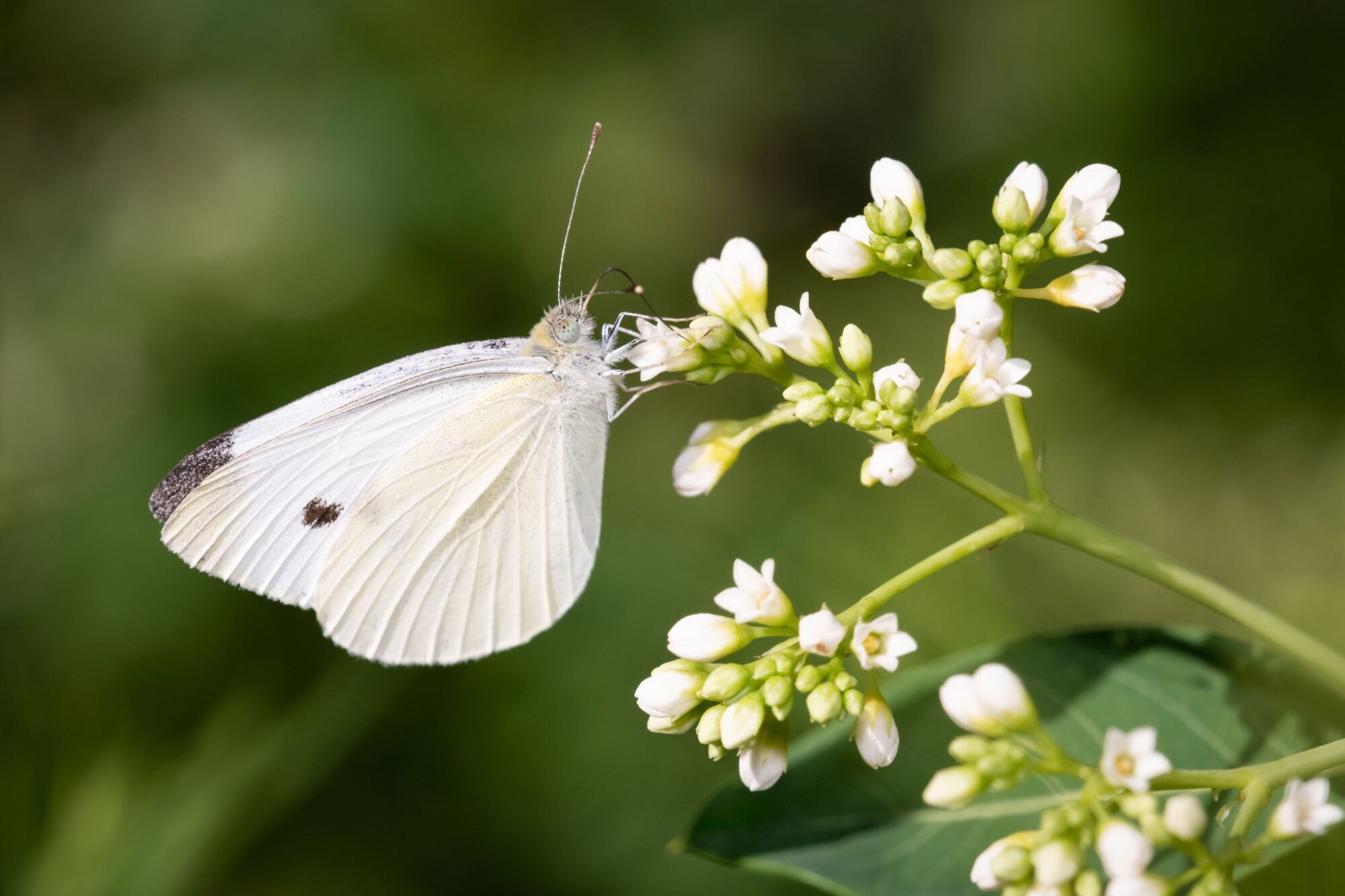 Invasive Insects: Examining the Spread of The Cabbage White Butterfly ...