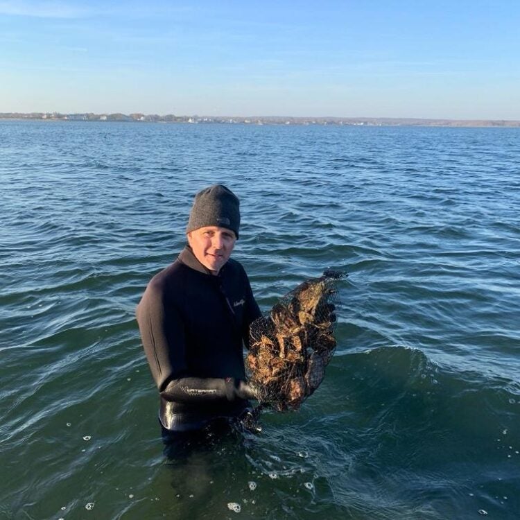 Kelp is on the way: How one scientist is using seaweed and oysters to ...