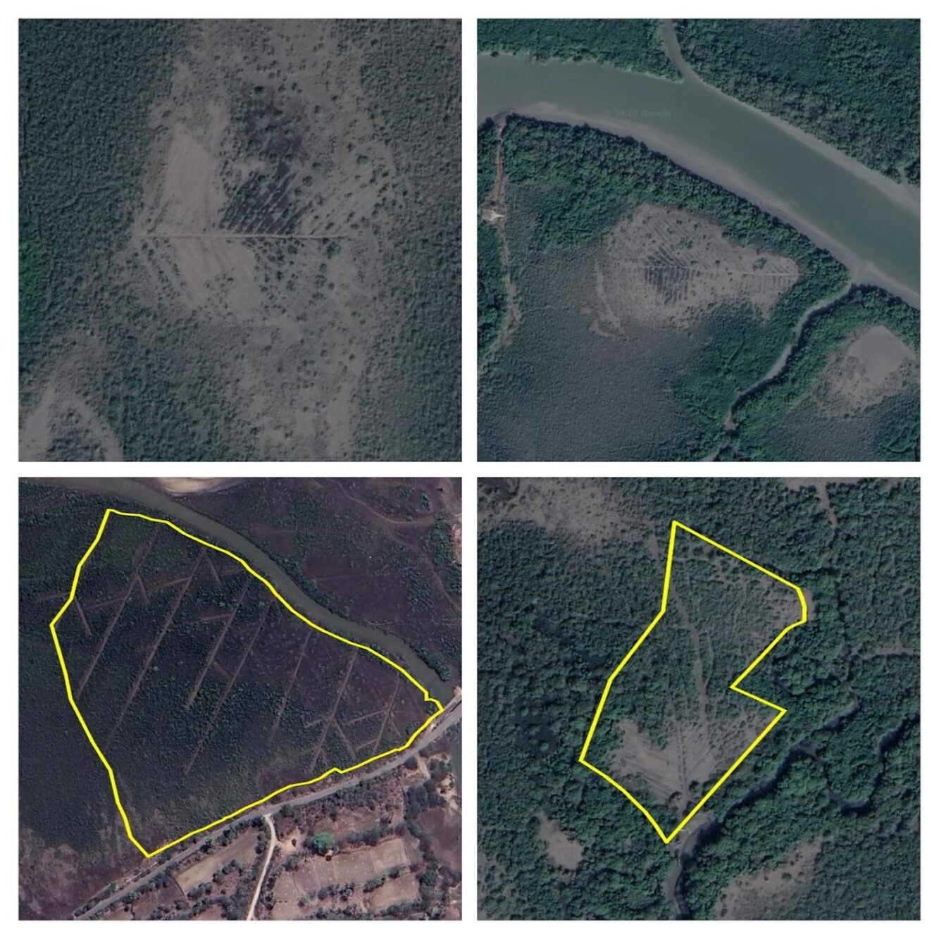 Challenges in Mangrove Restoration: Does it Work? | Common Home ...