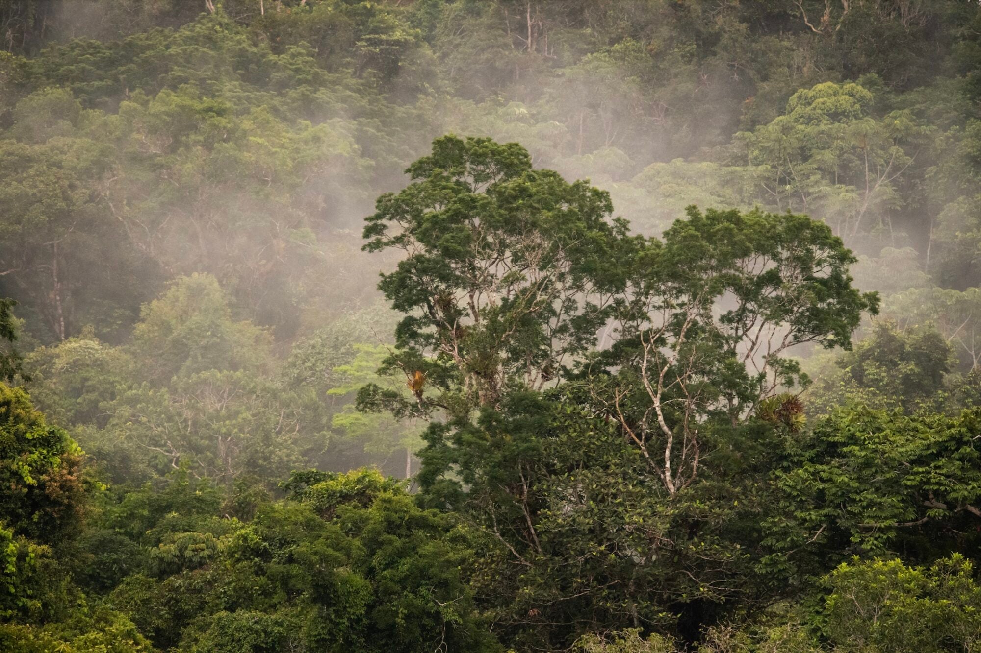 Food, Culture, and Conservation in Maijuna Lands | Common Home ...