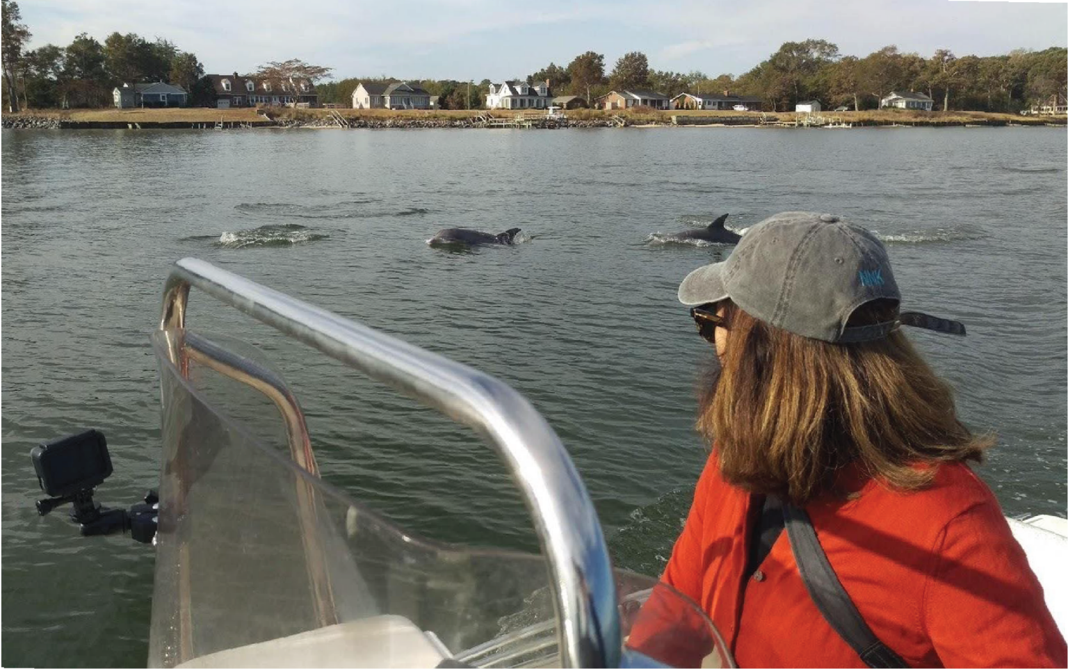 Searching for Dolphins in the Potomac River | Common Home | Georgetown ...